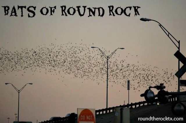 How to see the Bats in Round Rock, Texas | 5 Tips to see Bats