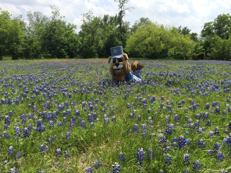5 Questions with Spike, Round Rock Express Mascot - Round the Rock