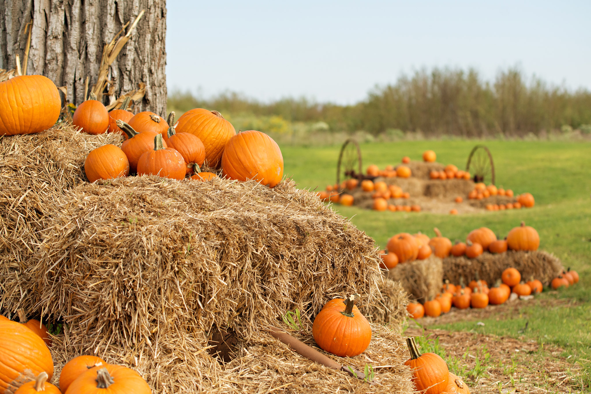 6 Fall Farms in Central Texas Worth the Drive-to! - Round the Rock