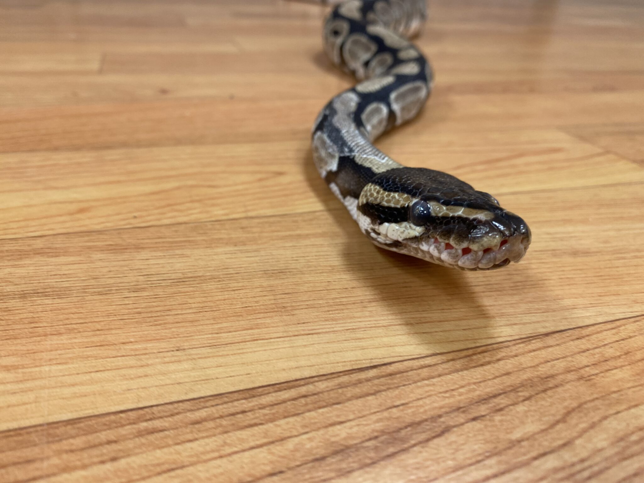 Puppet Show: Snake’s Surprise! - Round the Rock