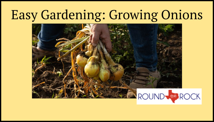 How Easy Is It To Grow Onions in a Garden? - Round the Rock